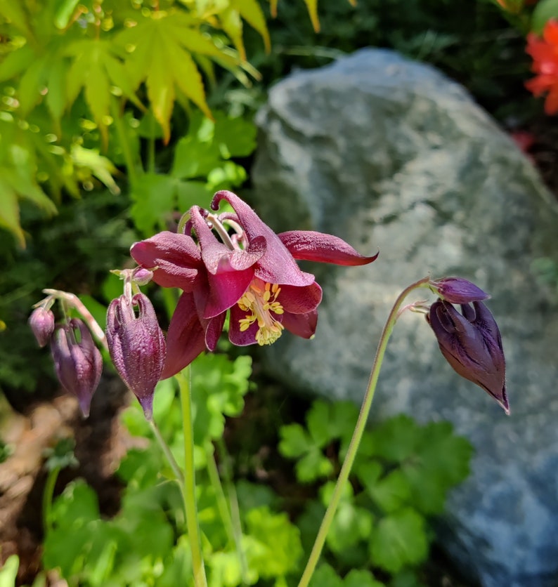 Columbine, Dark Seeds - Etsy