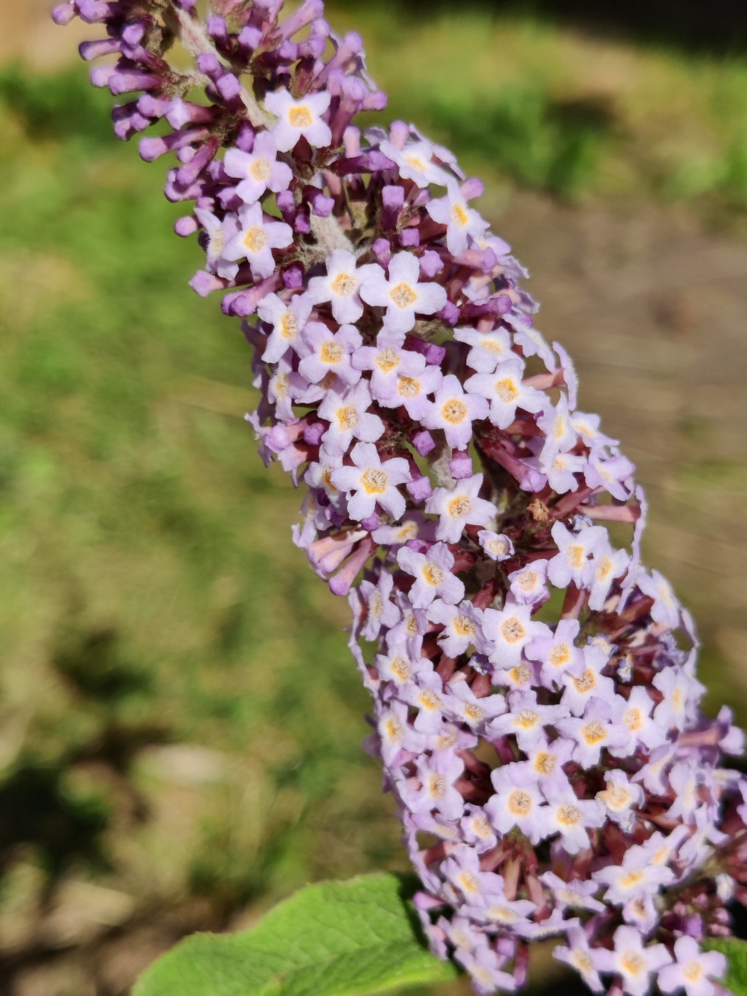 Butterfly Bush, Albiflora Seeds - Etsy