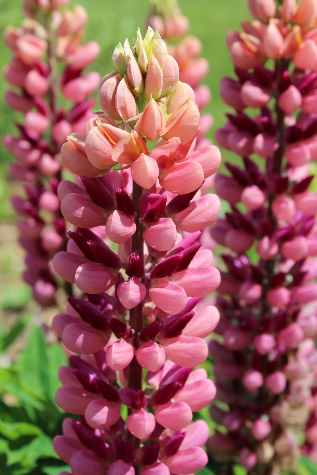 Lupine, Russell 'peach & Pink' Seeds - Etsy