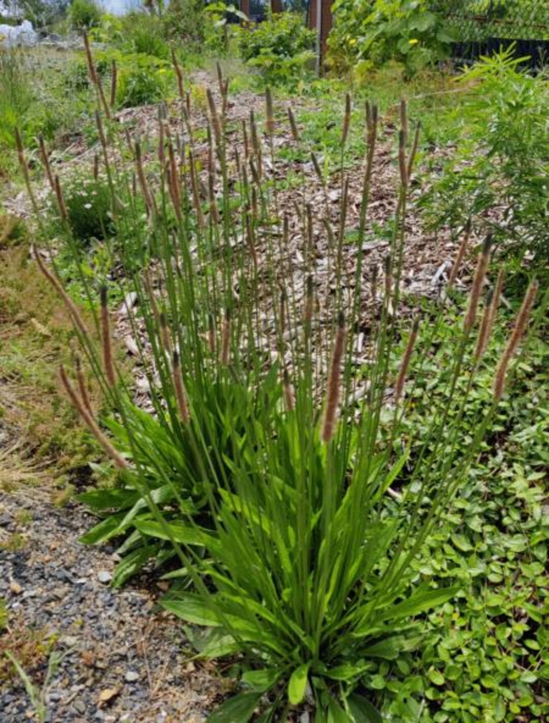Plantain, Narrow-leaf Seeds - Etsy