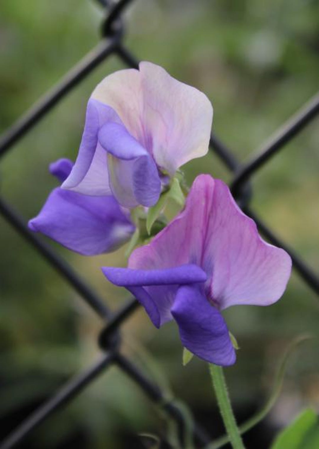 Sweet Pea, Hybrid 'erewhon' Seeds - Etsy