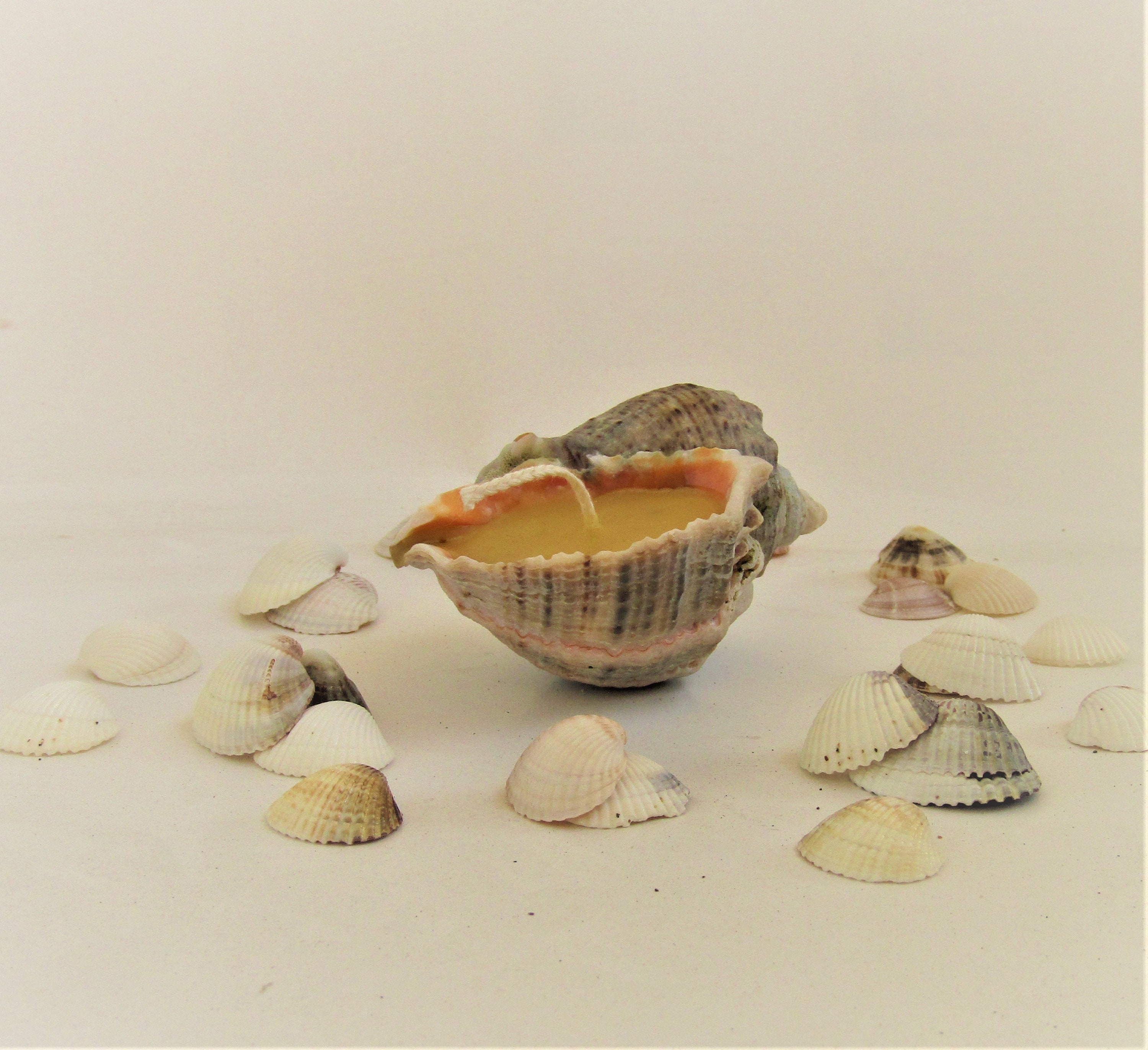 Seashell Candle Beautiful Sea Candle Home Decoration Beautiful - Etsy