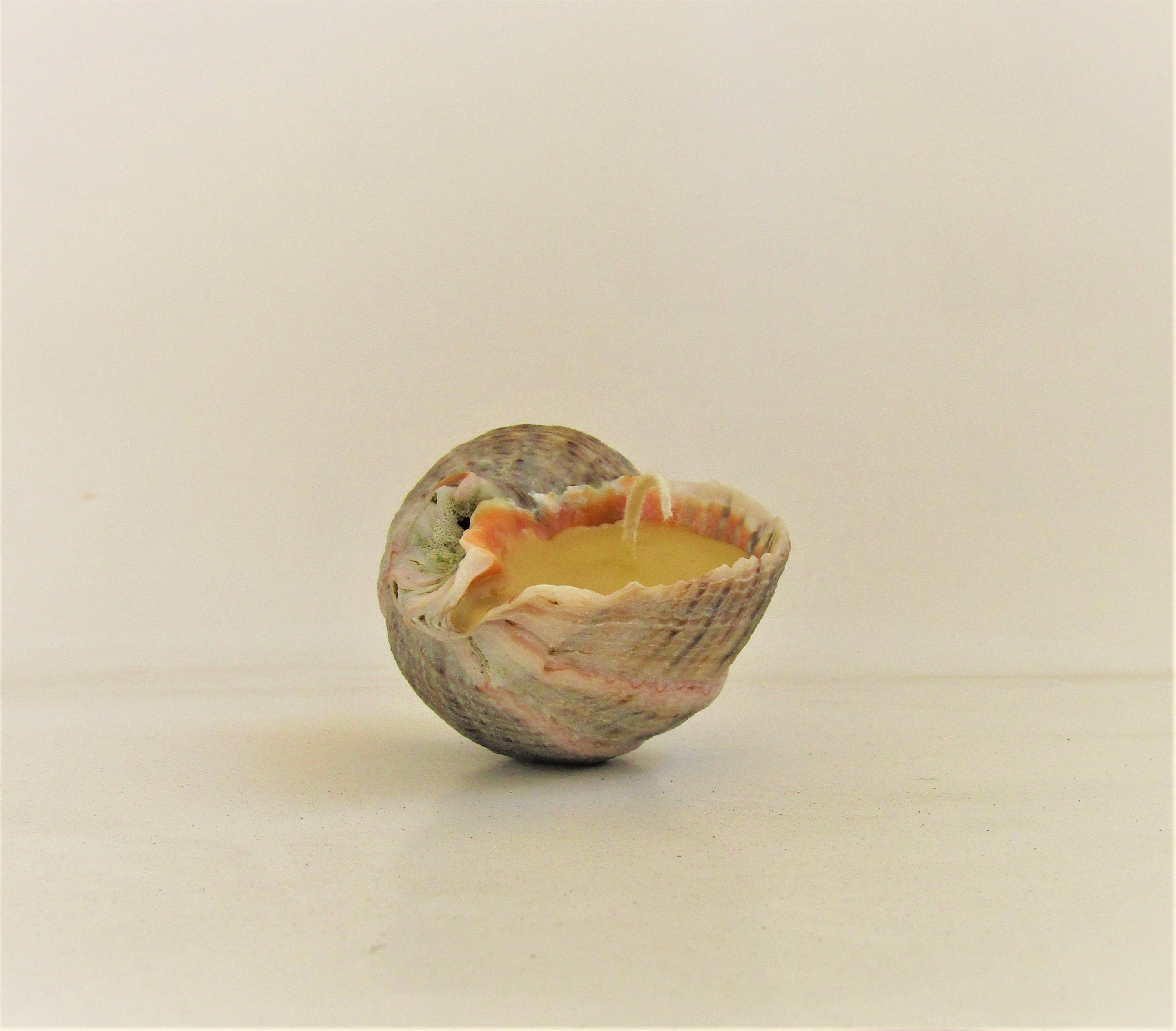 Seashell Candle Beautiful Sea Candle Home Decoration Beautiful - Etsy