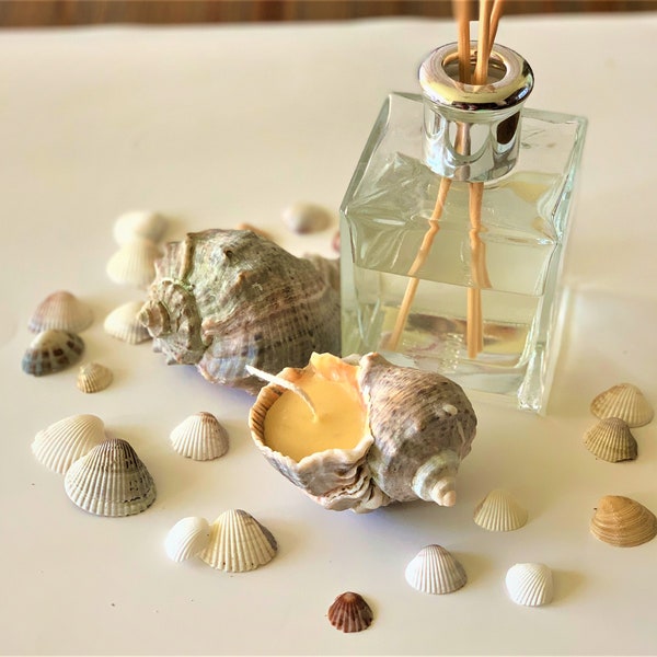 Seashell Candle - Etsy