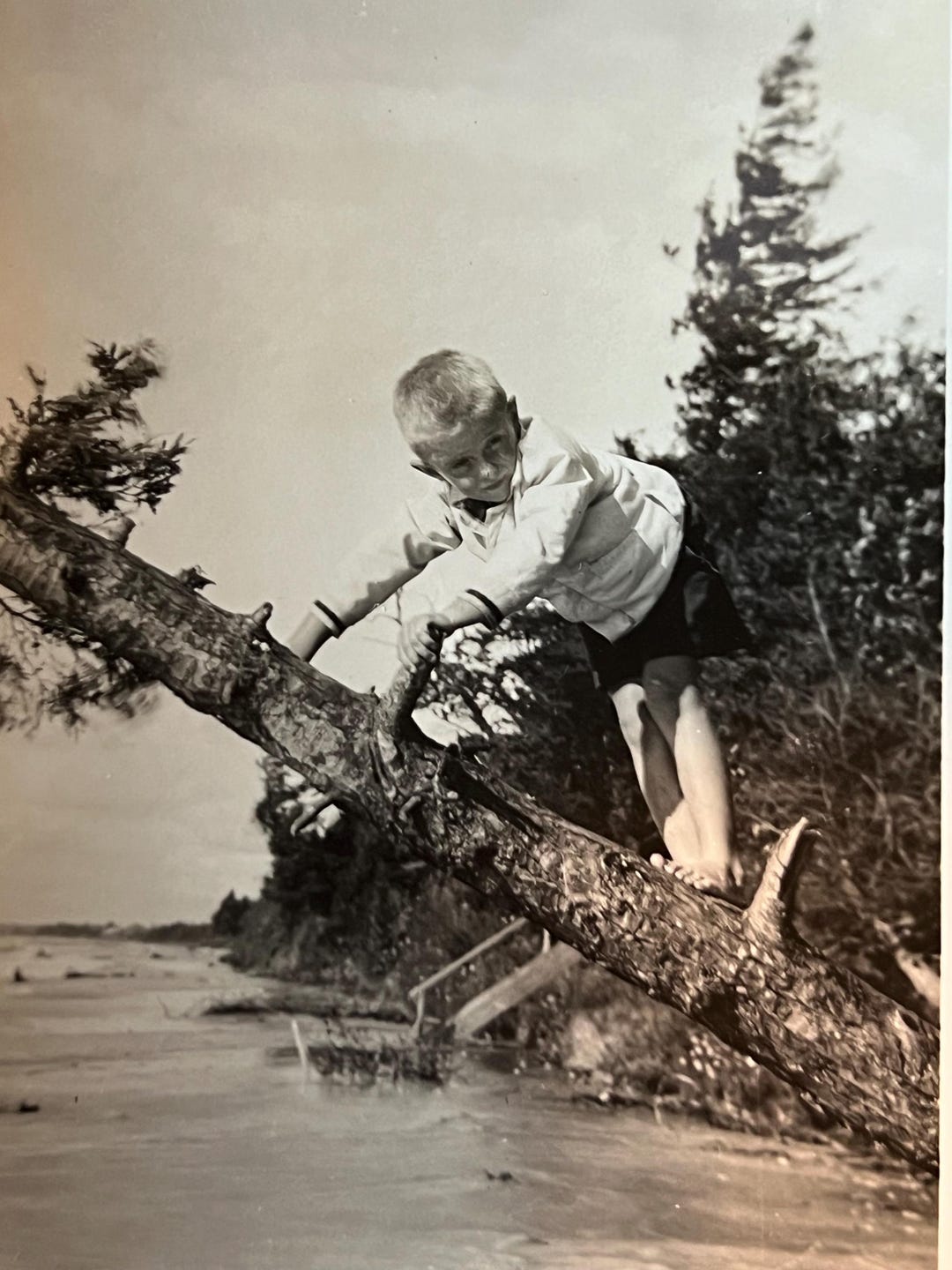 The Monkey Boy! Cute Little Boy Climbs Tree at Beach! - Antique ...