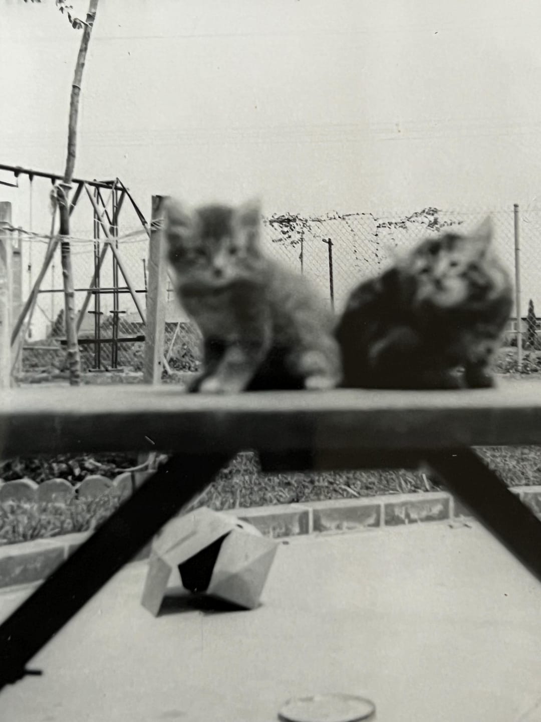 Kitten Closeup! Adorable Little Baby Cats on Table! - Antique/ Vintage ...