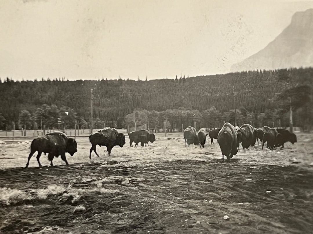 Taming the Wild West Group of Buffalo Antique/ Vintage Original ...