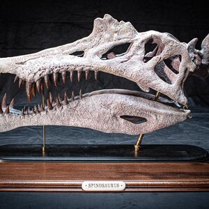 Large Spinosaurus Skull Replica: Handcrafted Fossil Scan, Hardwood Base ...