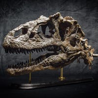 T-rex Skull - Etsy