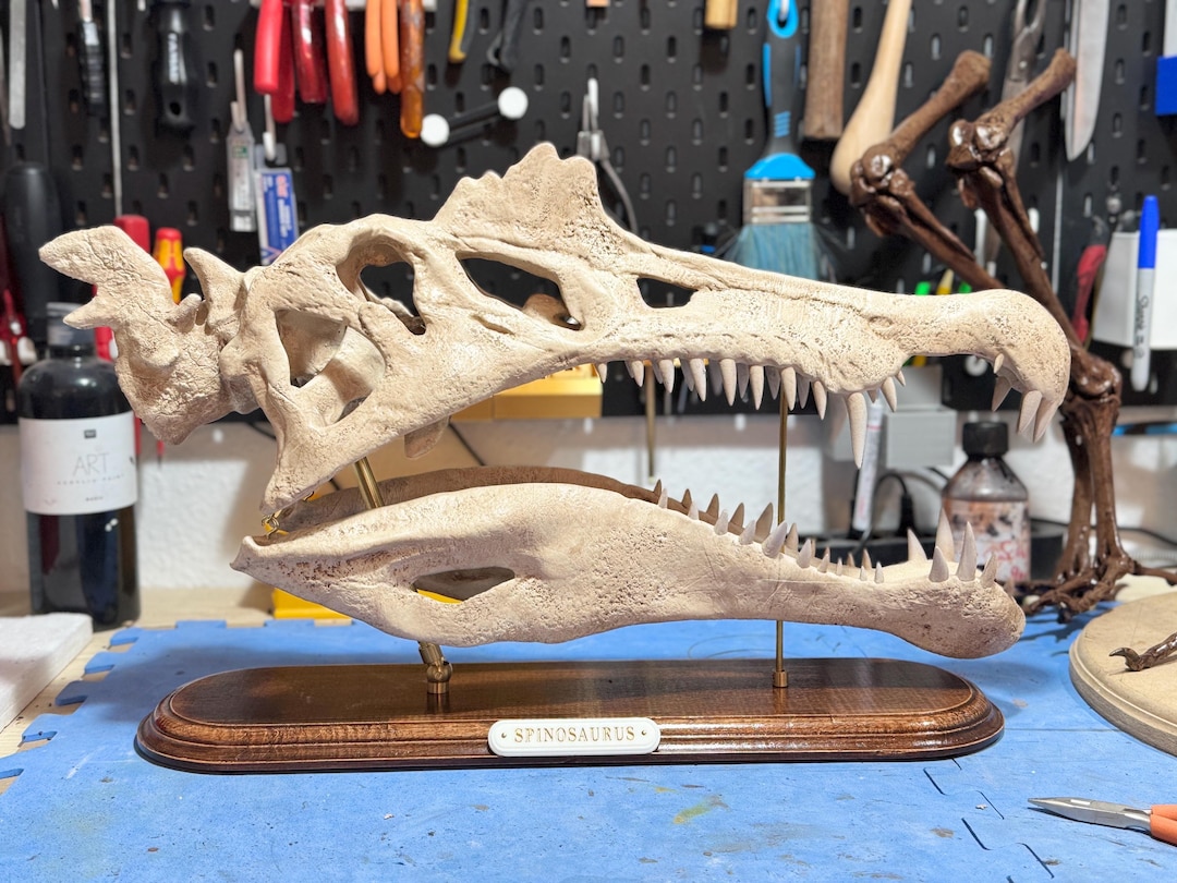 Premium Spinosaurus Skull Replica in Bone White With Neck - Made From ...