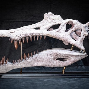 Large Spinosaurus Skull Replica: Handcrafted Fossil Scan, Hardwood Base ...