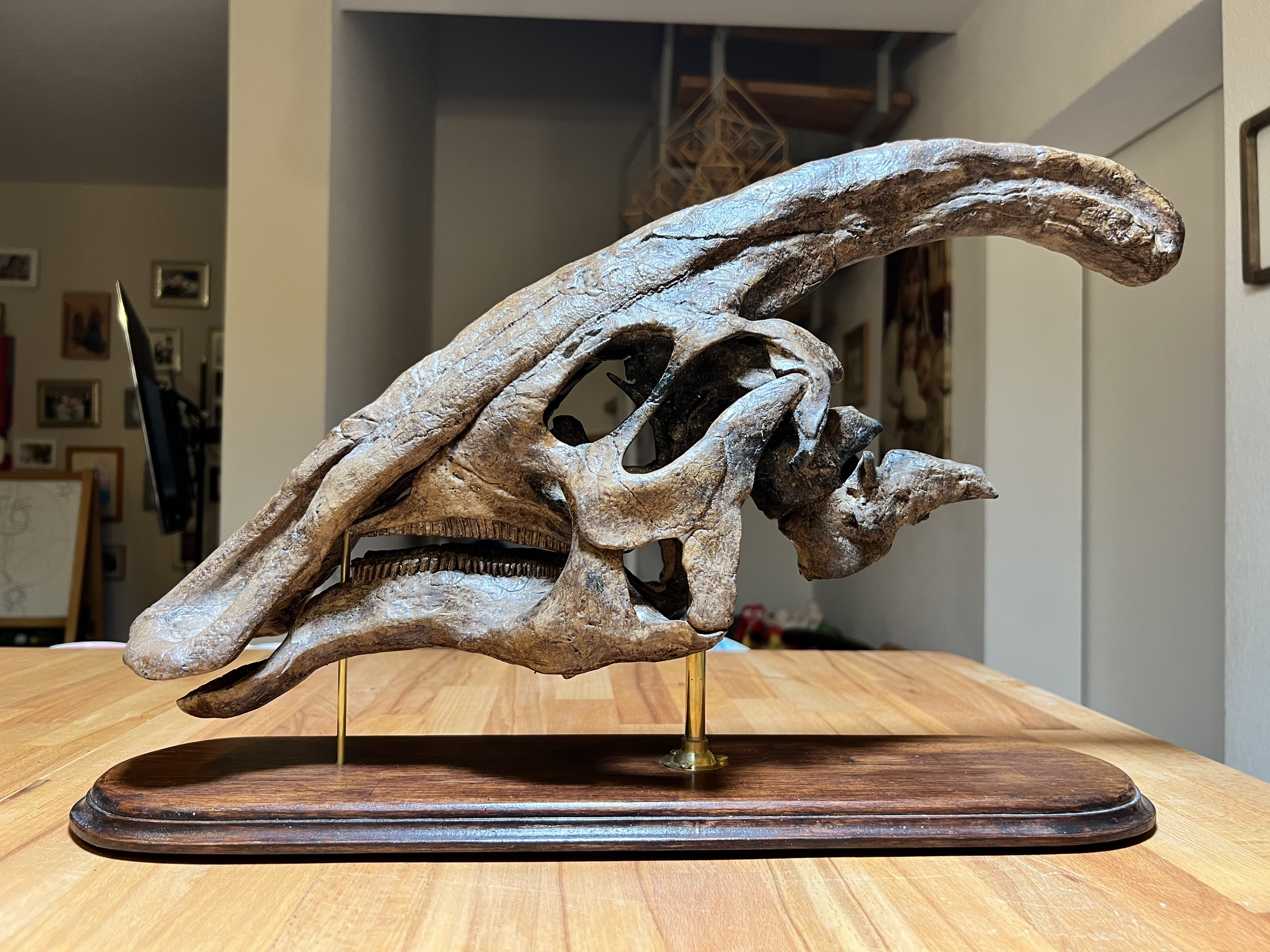 Big Parasaurolophus Walkeri Skull Dinosaur Fossil Replica in - Etsy UK
