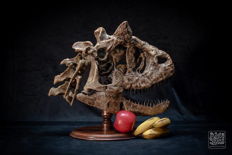 Carnotaurus Dinosaur Skull Replica: Handcrafted Museum Quality Fossil ...
