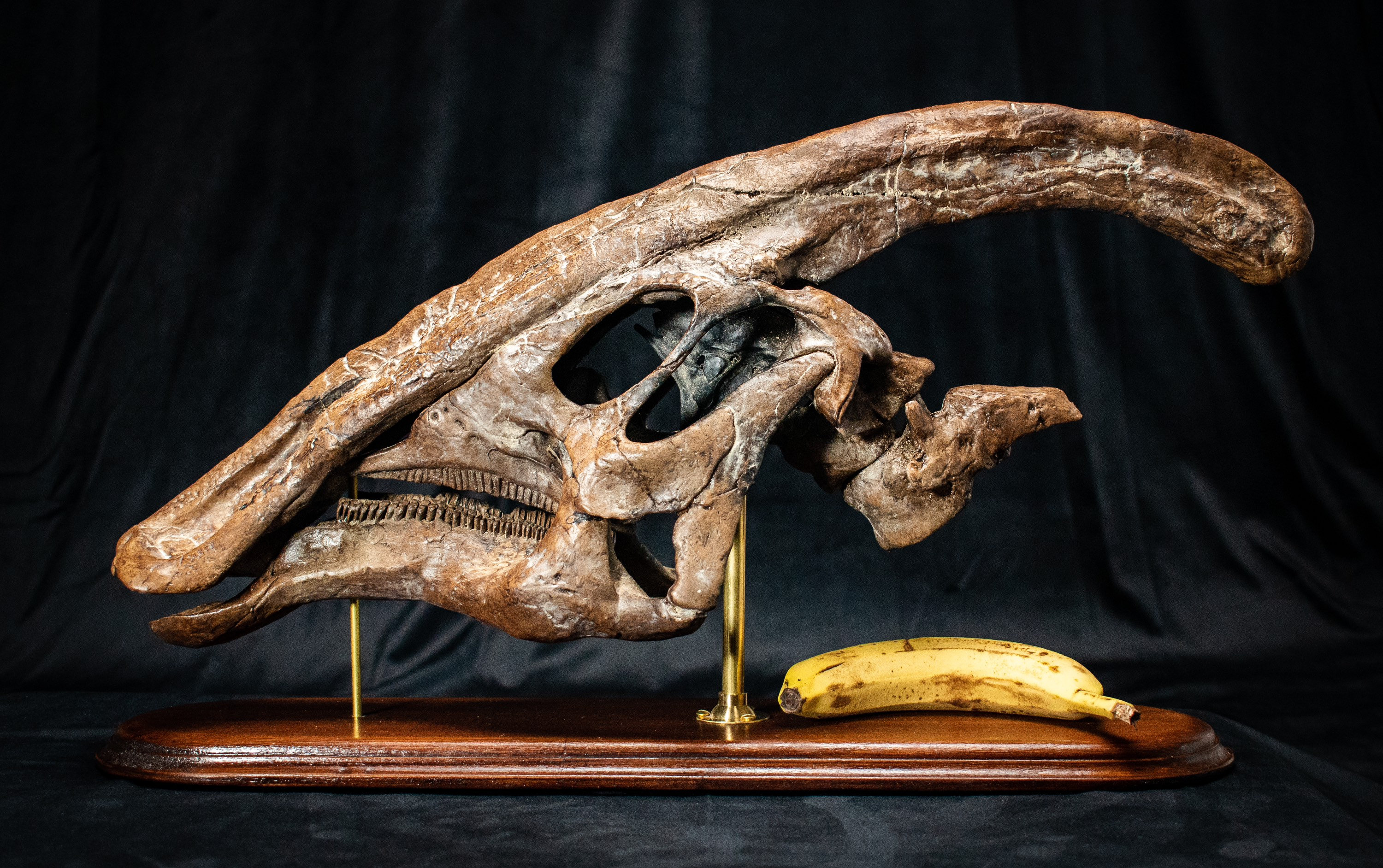 Big Parasaurolophus Walkeri Skull Dinosaur Fossil Replica in - Etsy UK
