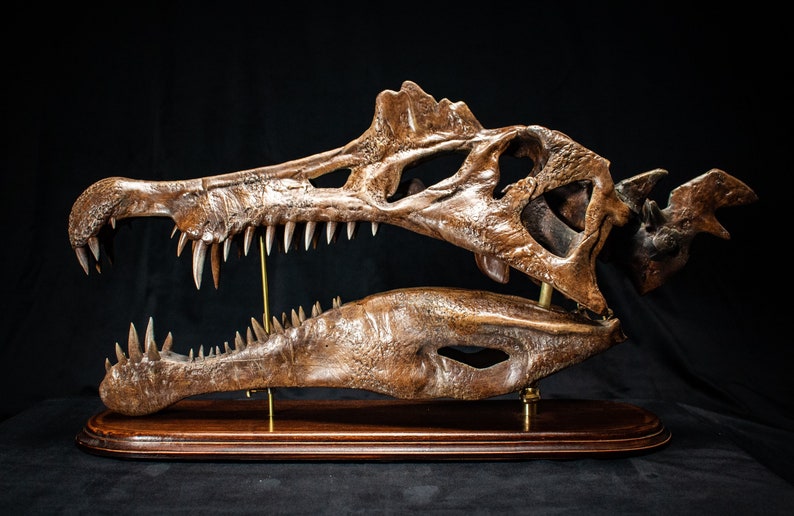 Big Spinosaurus Aegyptiacus 1915 Skull Replica Sculpture With - Etsy