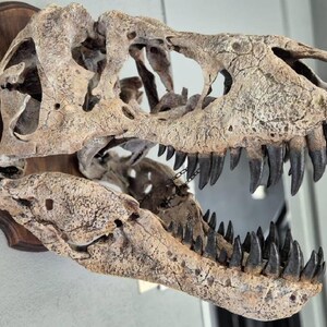 Extra Big Tyranosaurus Rex Skull Replica Wall Mount - Around 70cm (30 ...