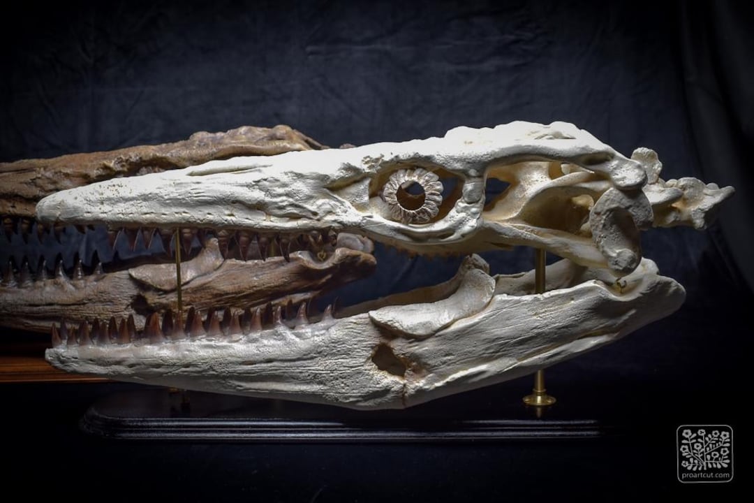 Large Mosasaurus Skull Replica - Dinosaur Fossil on Wooden Baseplate ...