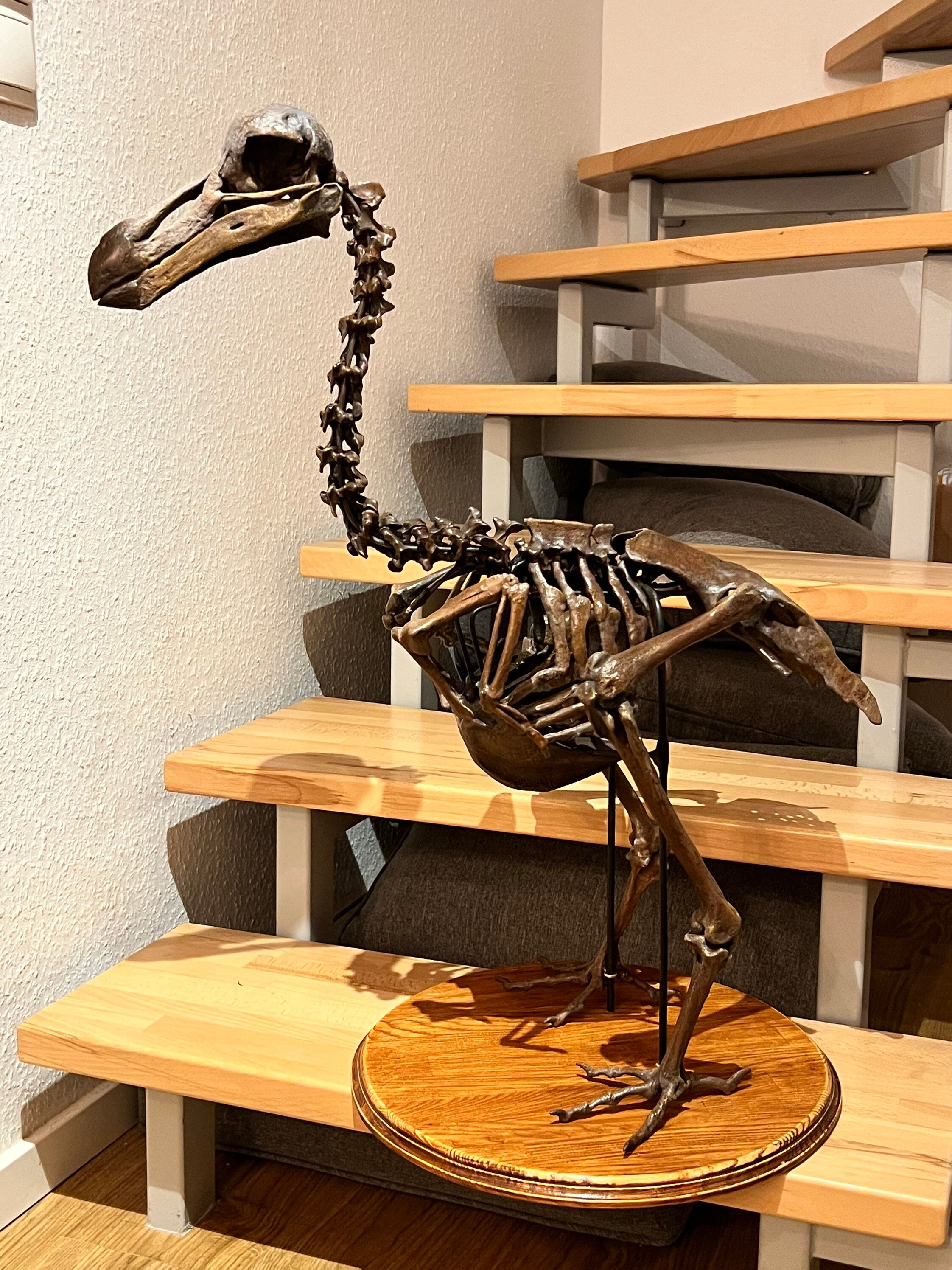 Real Dodo Bird Skeleton