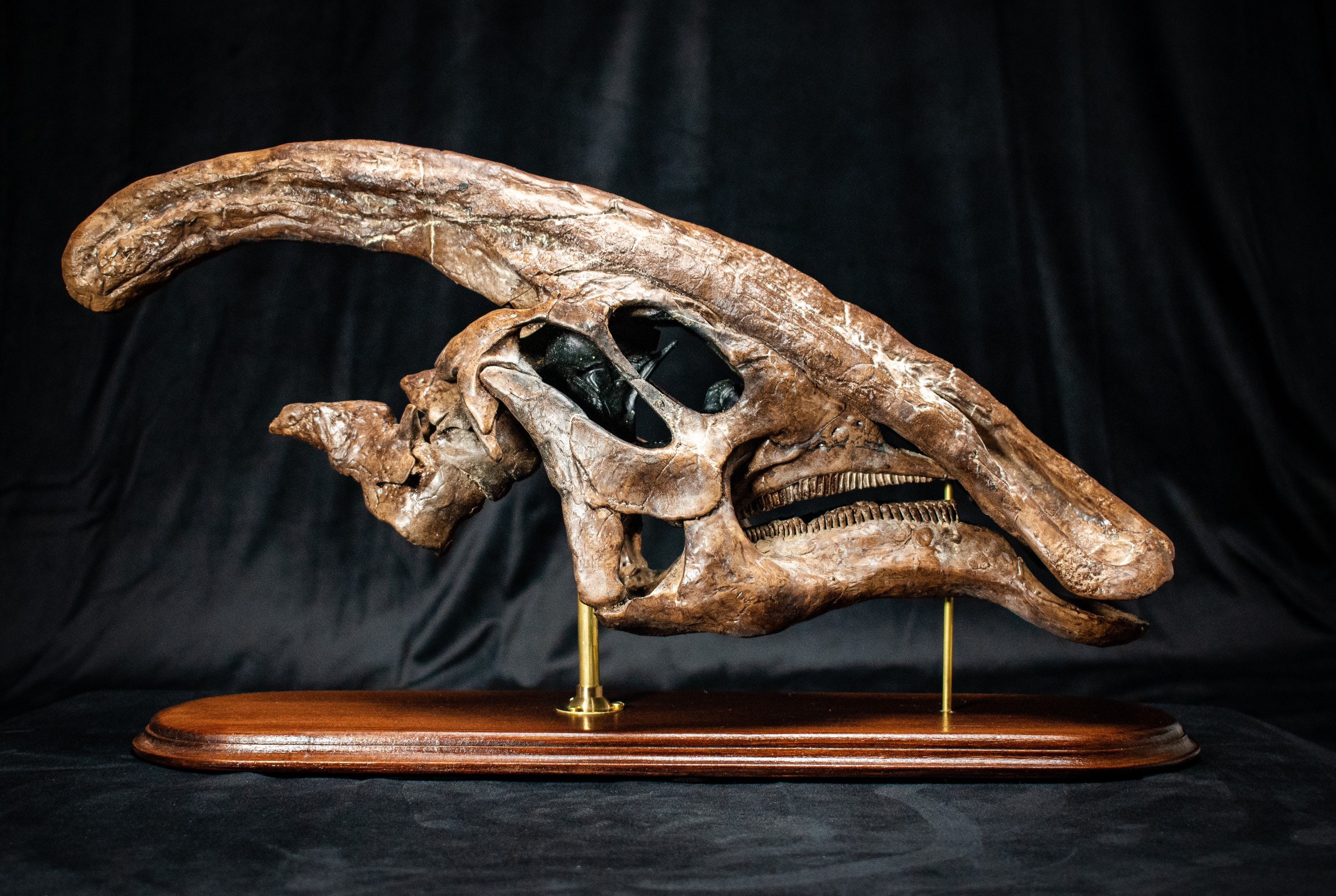 Big Parasaurolophus Walkeri Skull Dinosaur Fossil Replica in - Etsy UK