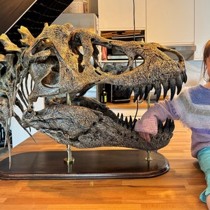Giant T-rex Skull Replica: 110cm - 43-inch Collector Piece on Wooden ...