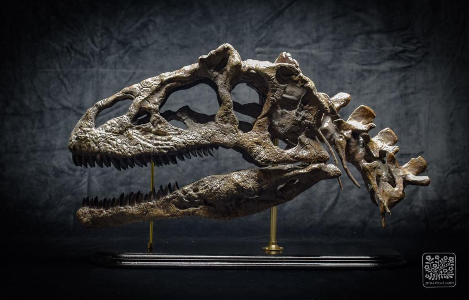 Allosaurus Dinosaur Skull Replica | Museum-quality Fossil Reproduction ...