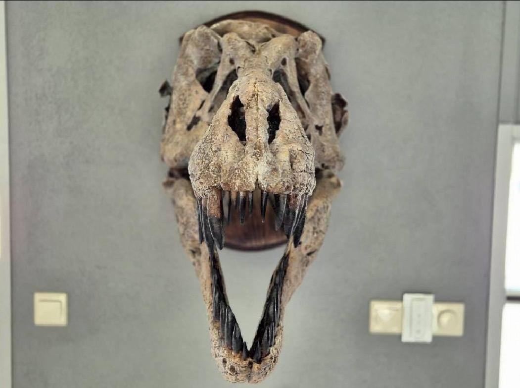 Giant T-rex Skull Replica Wall Mount – 70cm Collector Piece - Etsy