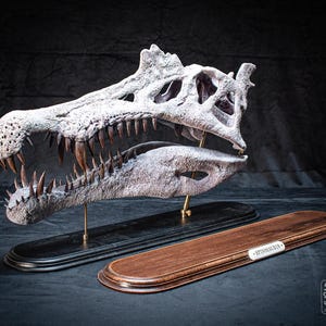 Large Spinosaurus Skull Replica: Handcrafted Fossil Scan, Hardwood Base ...