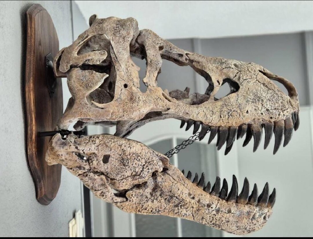 Extra Big Tyranosaurus Rex Skull Replica Wall Mount Around 70cm 30 Long ...
