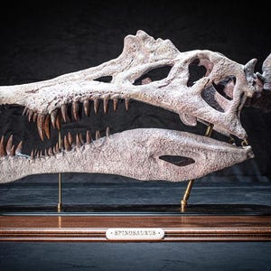 Large Spinosaurus Skull Replica: Handcrafted Fossil Scan, Hardwood Base ...