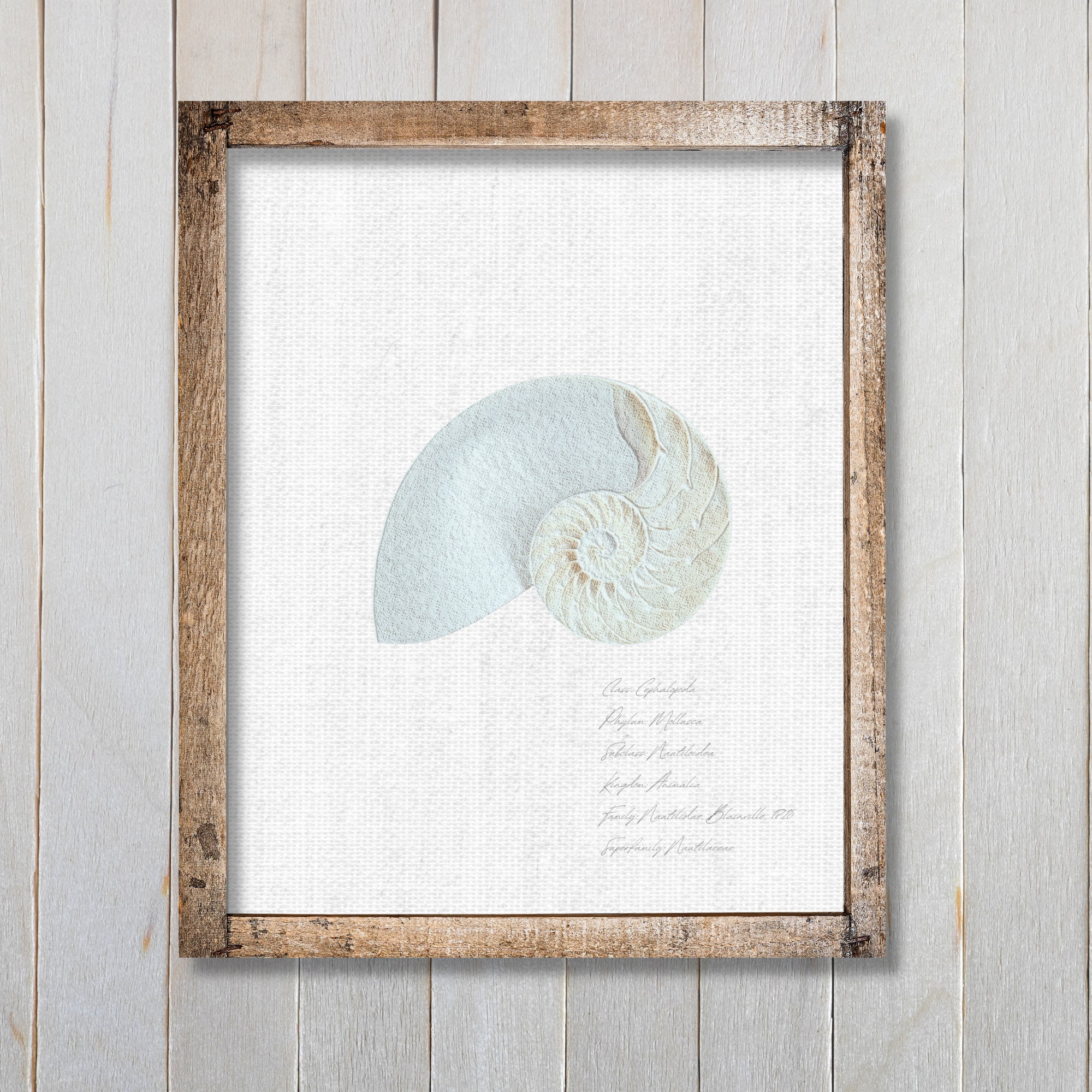 Kappa Delta Nautilus Shell