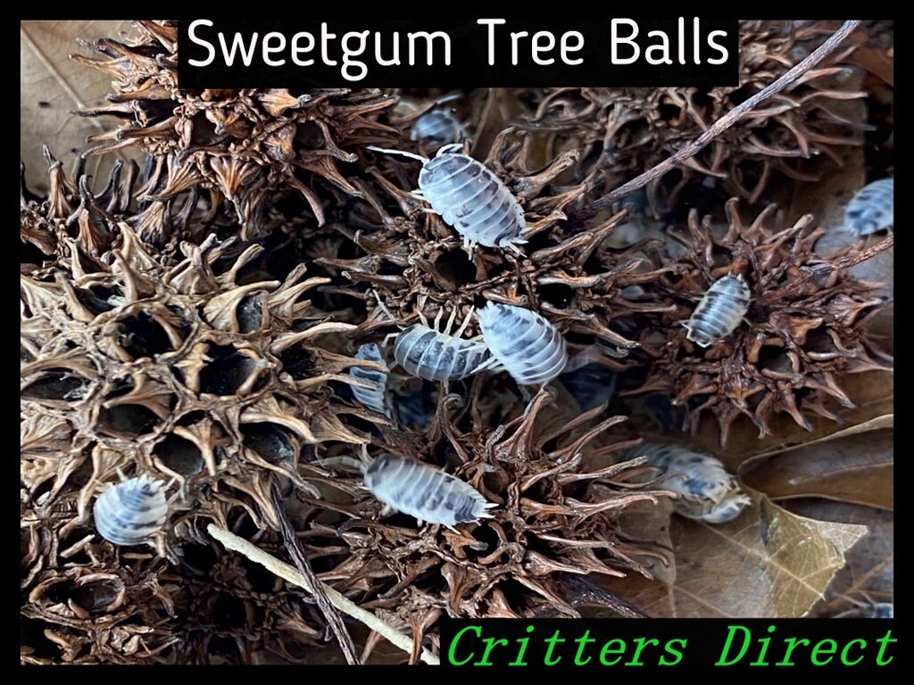 Sweetgum Tree Balls - Etsy