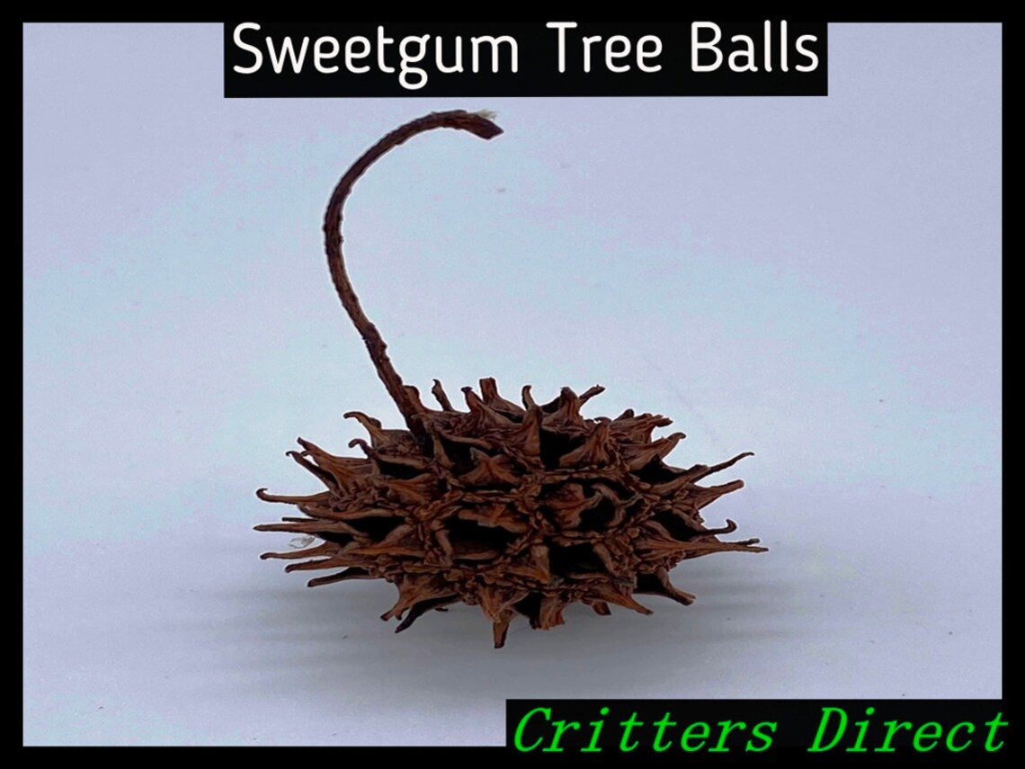 Sweetgum Tree Balls - Etsy