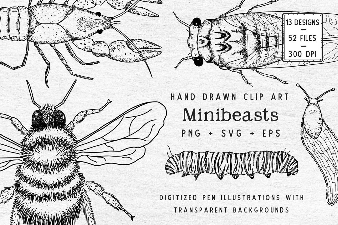 Minibeasts Hand Drawn Digital Stamp Clip Art Featuring a - Etsy