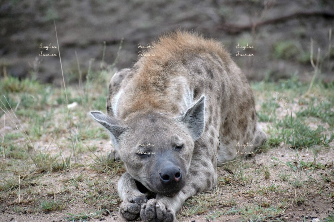 Hyena Instant Download - Etsy