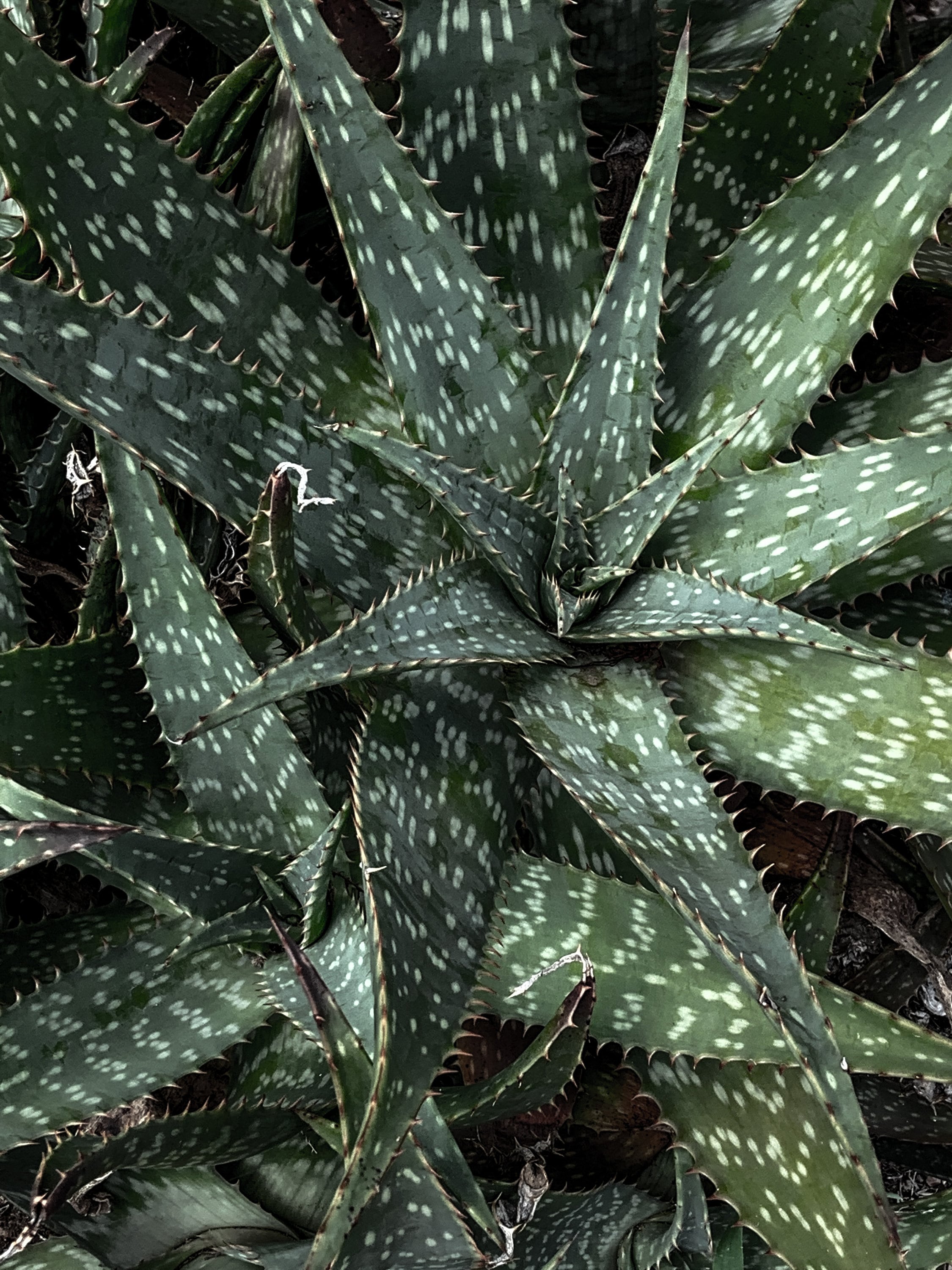 Aloe There; Plant Photography; Digital Art Download - Etsy