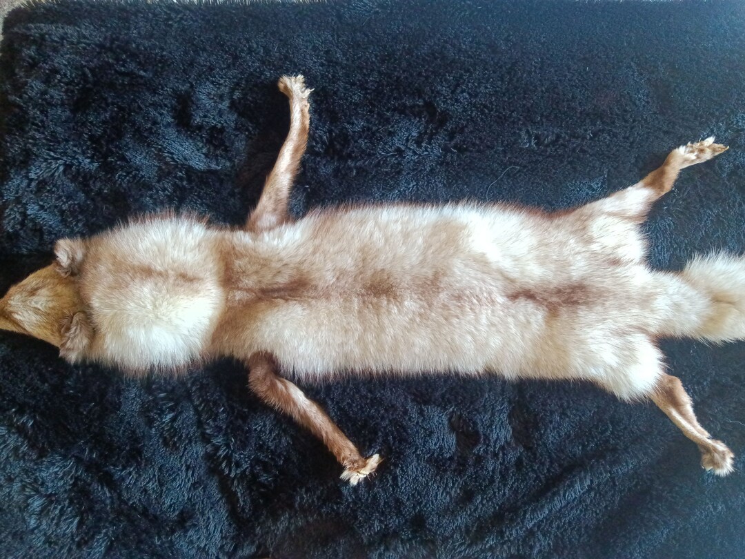 Blue Fox Pelt ethically Sourced - Etsy