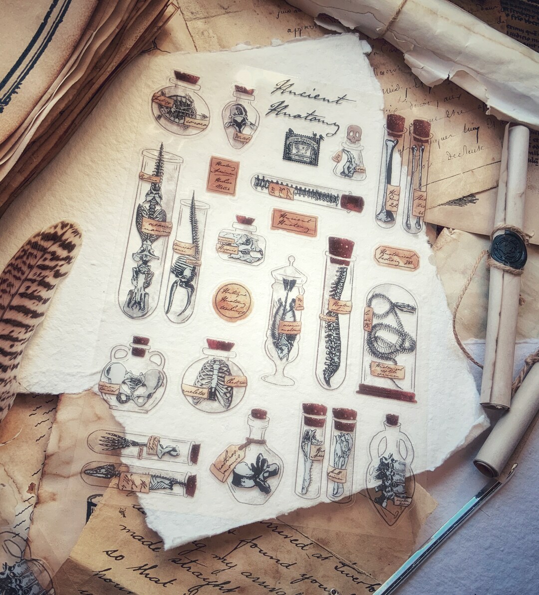 Ancient Anatomy Transparent Stickers - Etsy