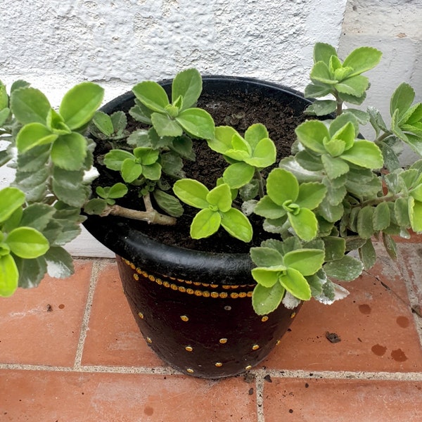 Plantas - Etsy España