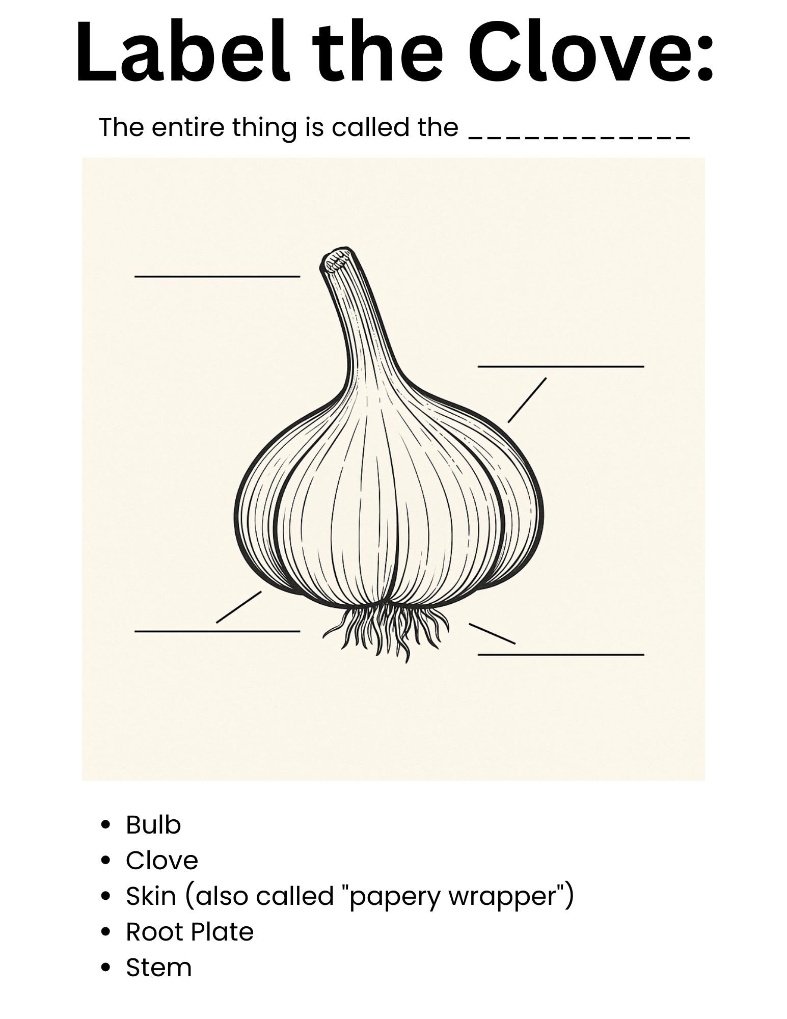 Garlic Science Lesson for Kids | Printable Worksheet Pack | Plant ...