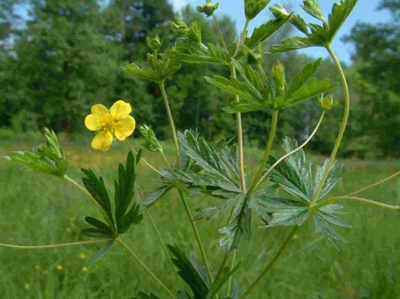 Tormentil Root - Potentilla Erecta L. / Organic Tormentil Root - Dry ...