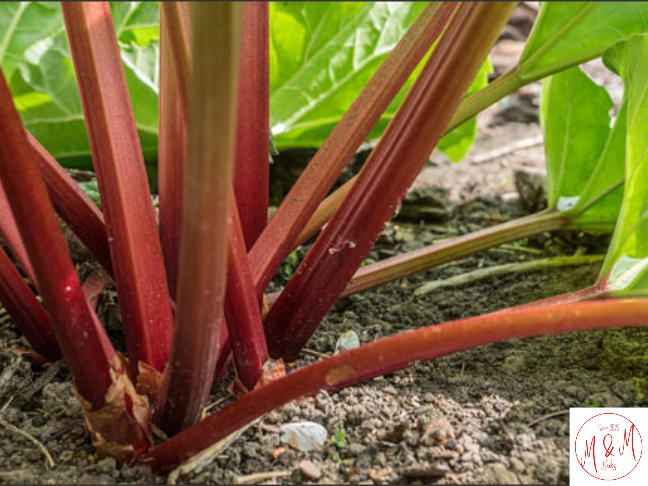 Rhubarb Root Rheum Palmatum L. / Organic Dry and Cut Rhubarb Roots ...