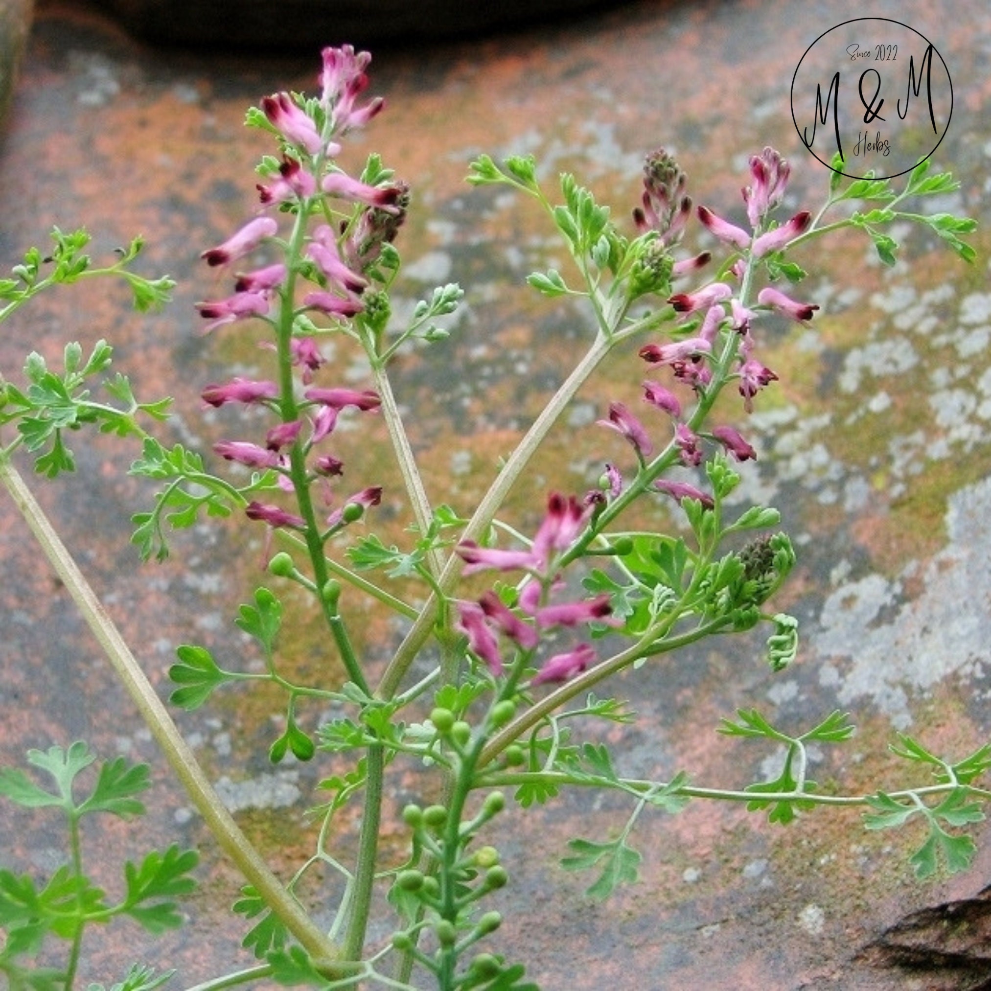 Fumitory Herb - Fumaria Officinalis L./ Earth Smoke / Organic Dry and ...