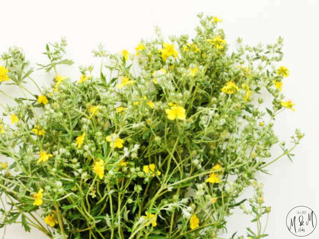 Tormentil Herb - Potentilla Erecta L./ Organic Dry and Cut Tormentil ...