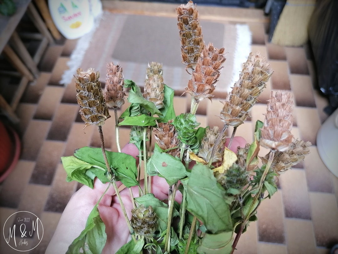 Self Heal, All Heal Herb - Prunella Vulgaris L./ Organic Dry and Cut ...