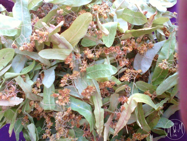 Linden Flower Tea Tilia Cordata L. / Basswood Tea / Organic Dry and Cut ...
