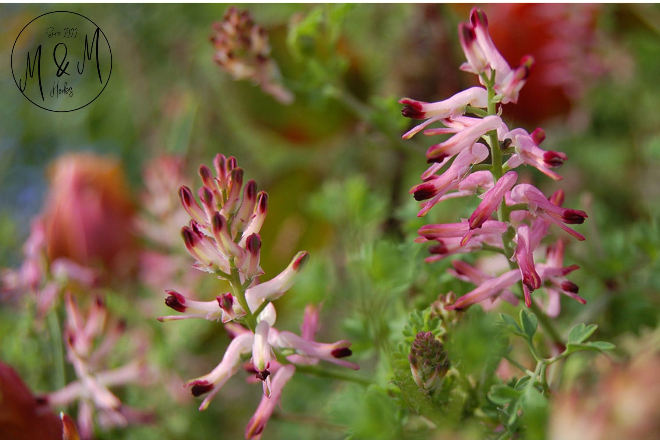 Fumitory Herb - Fumaria Officinalis L./ Earth Smoke / Organic Dry and ...