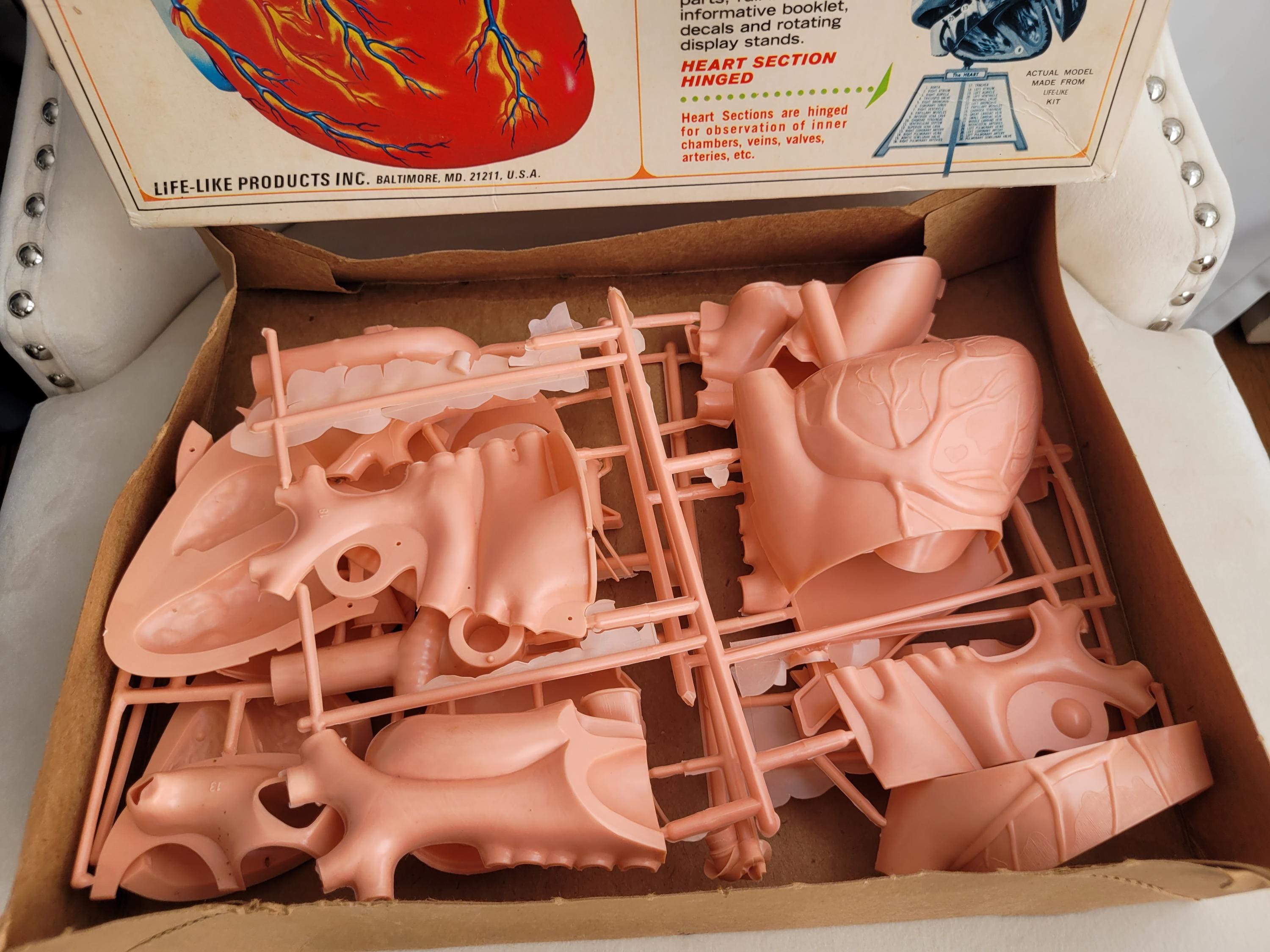 Vintage Anatomical PYRO Life Size Human Heart Model Kit A-372 Complete ...