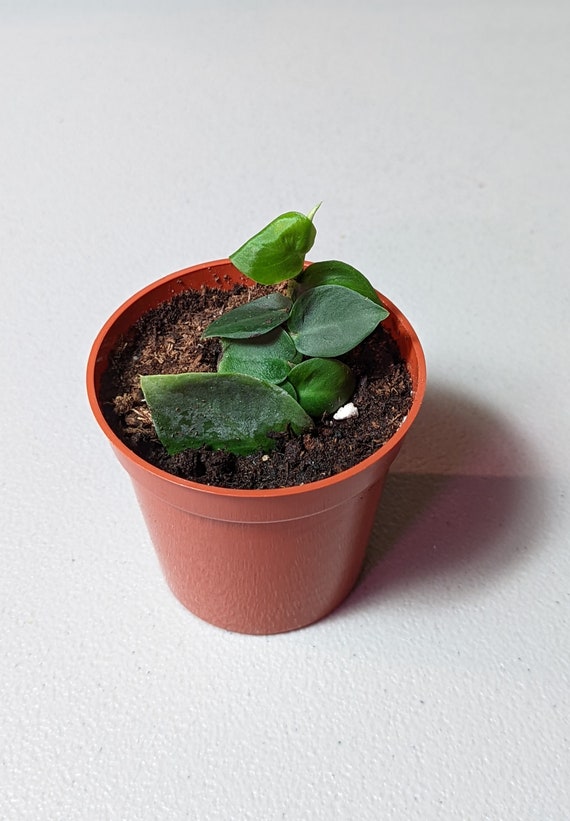 BOGO Rhaphidophora Hayi / Shingle Plant / Shingle Vine - Etsy