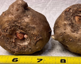 DWARF AMORPHOPHALLUS NANUS -rare Dwarf Voodoo Lily -1 Small Bulb, 1 1/4 ...