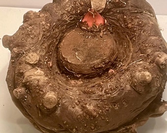 DWARF AMORPHOPHALLUS NANUS rare Dwarf Voodoo Lily 1 Small Bulb, 1 1/4 ...